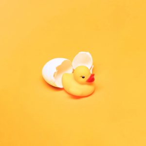 Duck egg fertilization | Duck Breeding