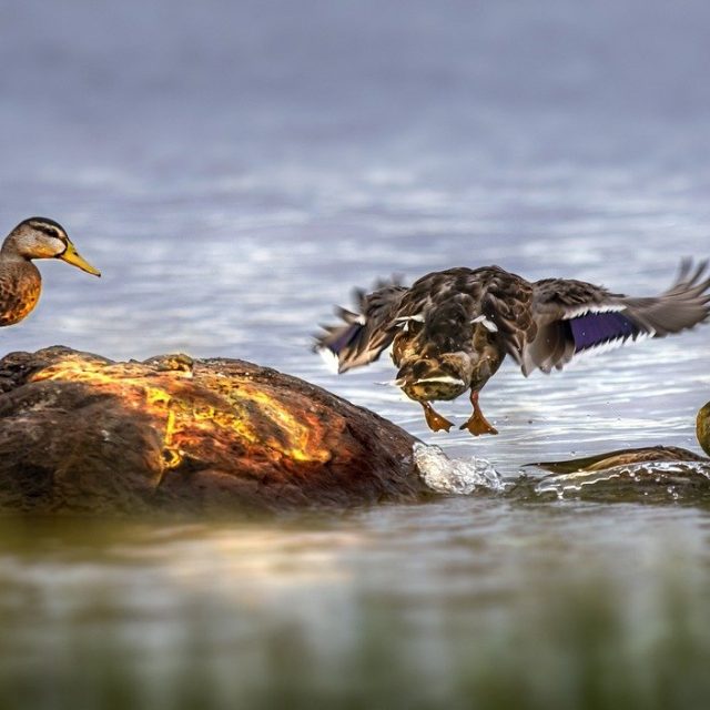 Can ducks eat cabbage | Duck Breeding